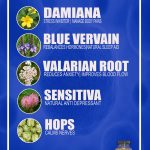 DAMIANA | Healing Herbs for Hormones | The Sebian Shop